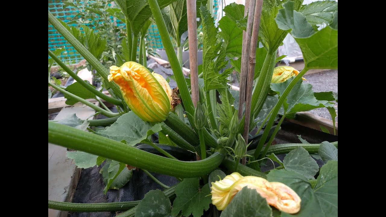 2020 Ontario Gardening Log - #18 - Zucchini Flowering Time Lapse - YouTube