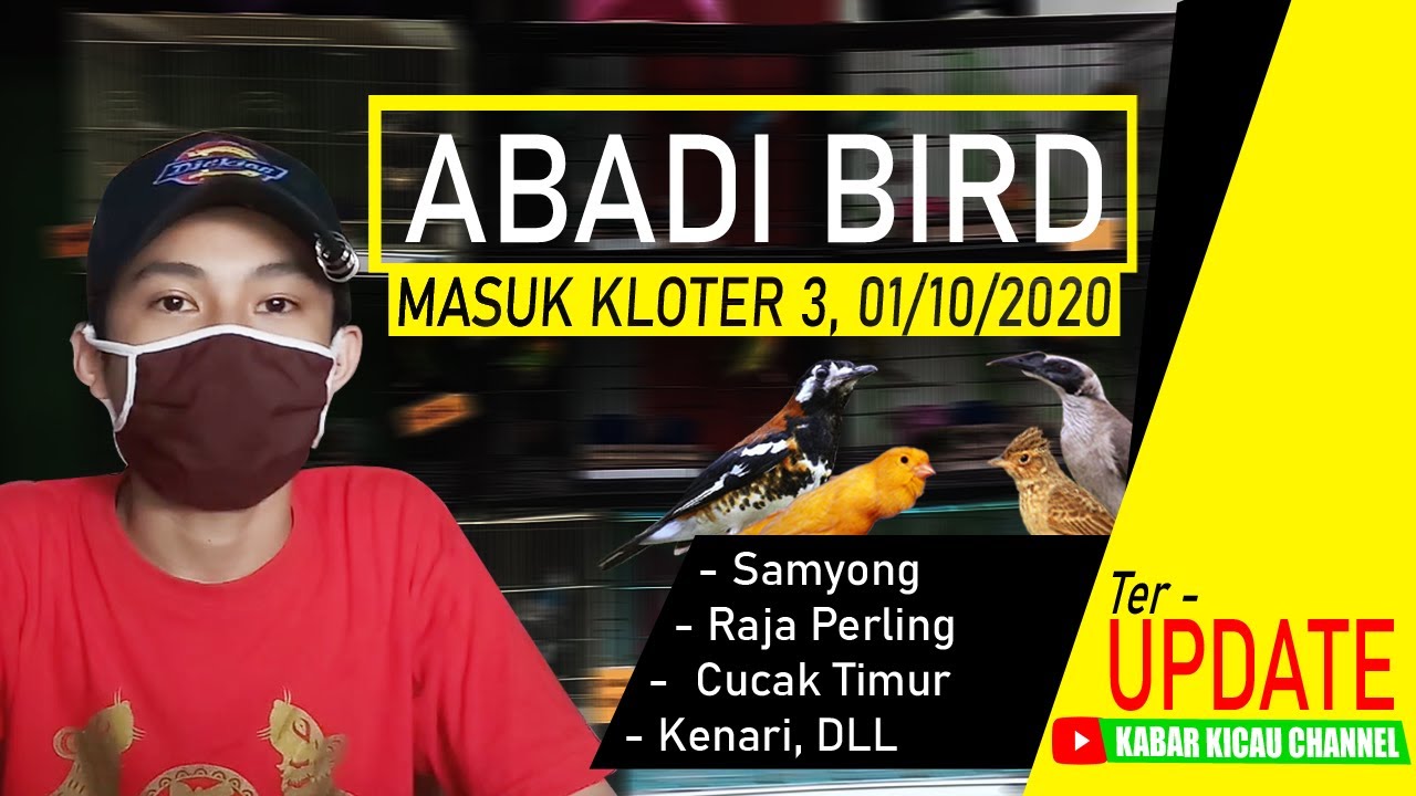 harga burung 1001 suara/samyong, raja perling, cucak timur, kacer mini ...
