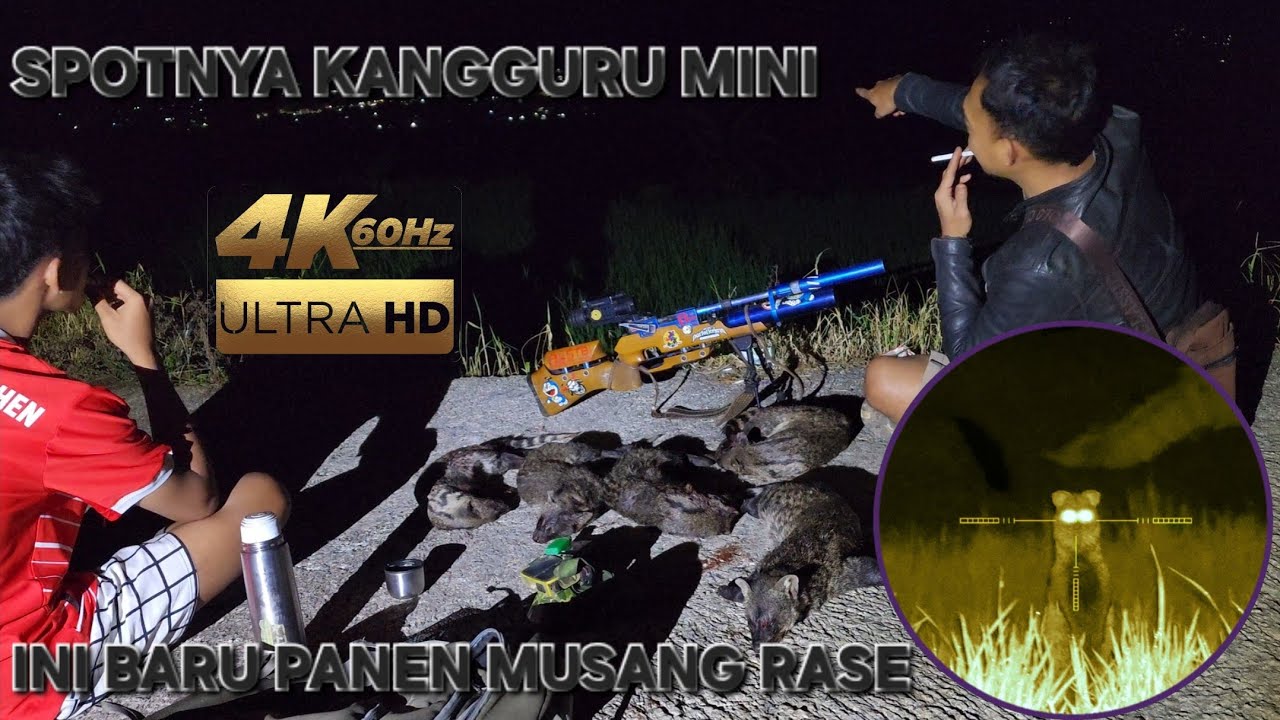 NIGHT CIVET CAT HUNTING |BERBURU MUSANG RASE POIN SANGAT MELIMPAH ...