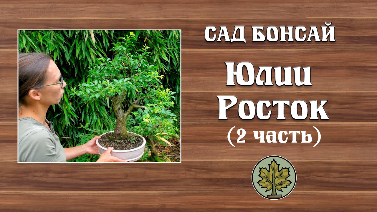 Сад бонсай Юлии Росток (часть 2) @Studio.Bonsai - YouTube