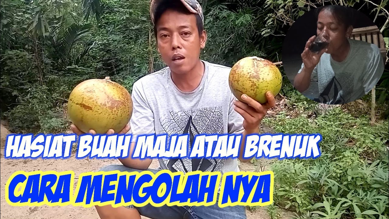 KHASIAT BUAH MAJA ATAU BRENUK langsung di olah rasa nya manis dan asam ...