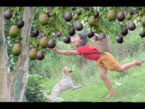 survival in the rainforest; meet fruit avocado awesome natural for food ...