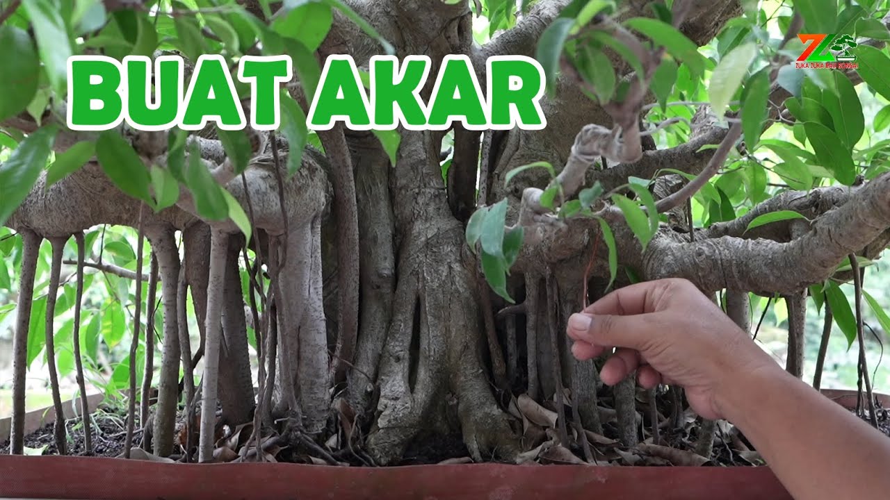 HAL-HAL YANG PERLU DIPERHATIKAN DALAM MEMBUAT AKAR - YouTube