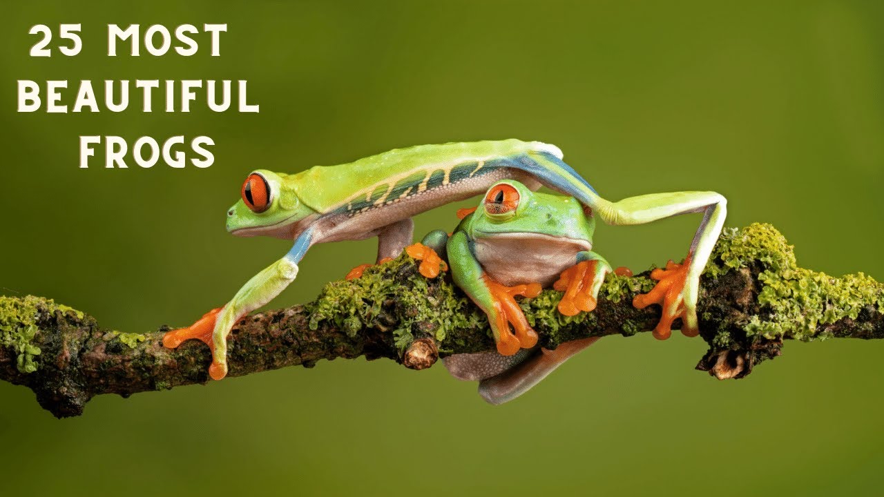 25 Most Beautiful Frogs on Planet Earth || Animals Canvas || - YouTube