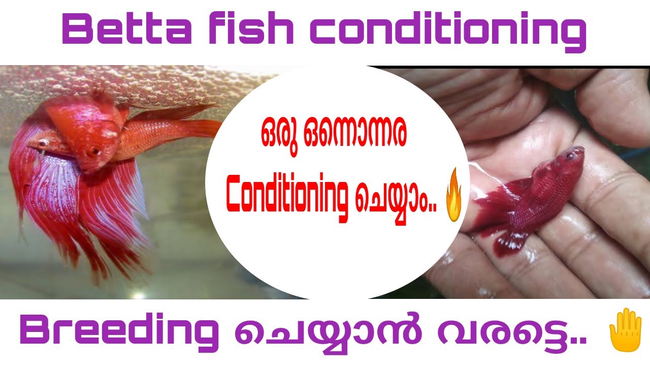 betta fish conditioning malayalam | fighter fish conditioning | how to ...