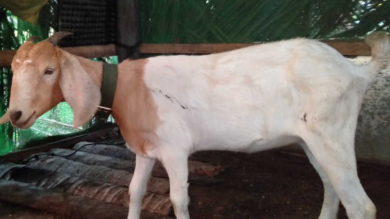 ganap sa farm, bagong upgraded goat/ at farm number 1 - YouTube