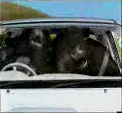 bulls smell cows - YouTube