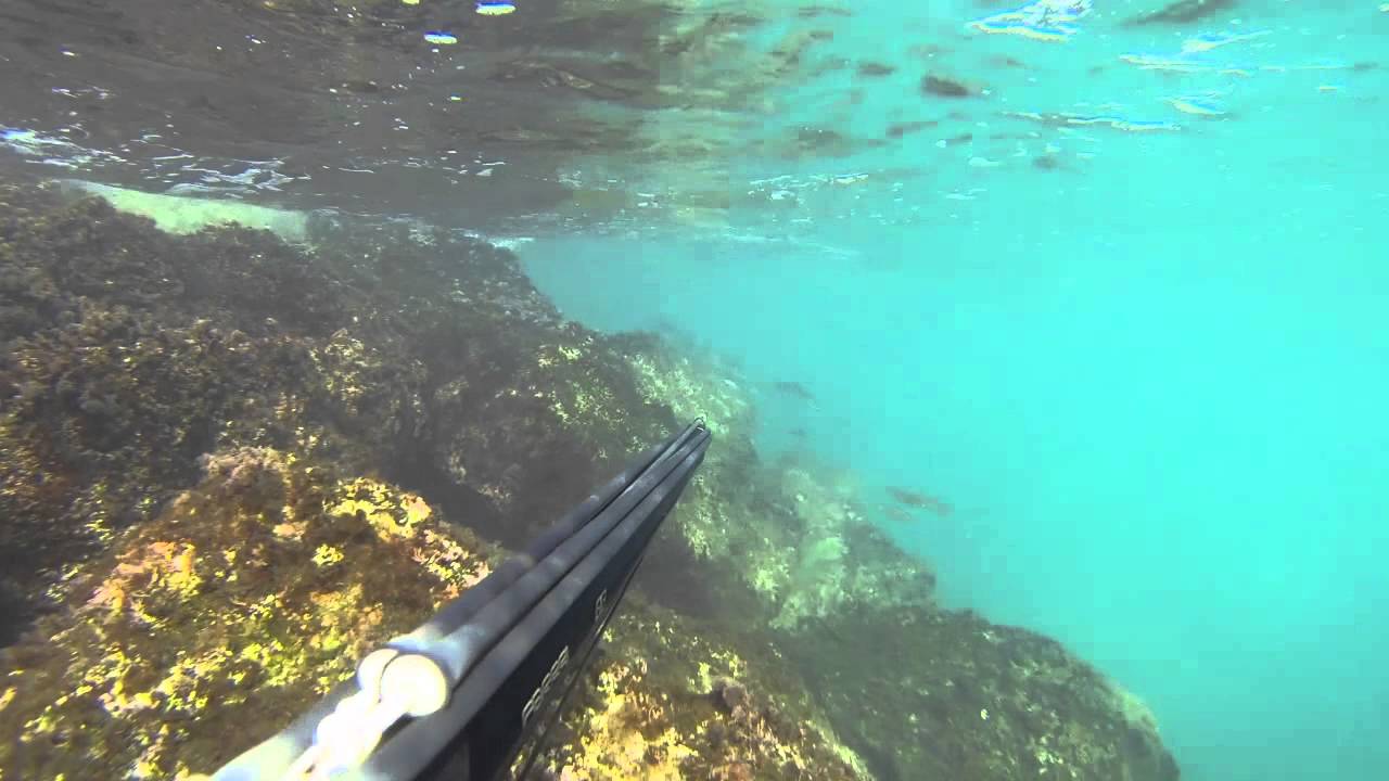Lavraki - Sea Bass - Limassol - Spearfishing - YouTube