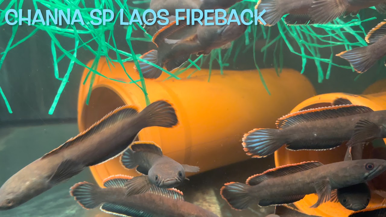 Channa sp LAOS FIREBACK - YouTube