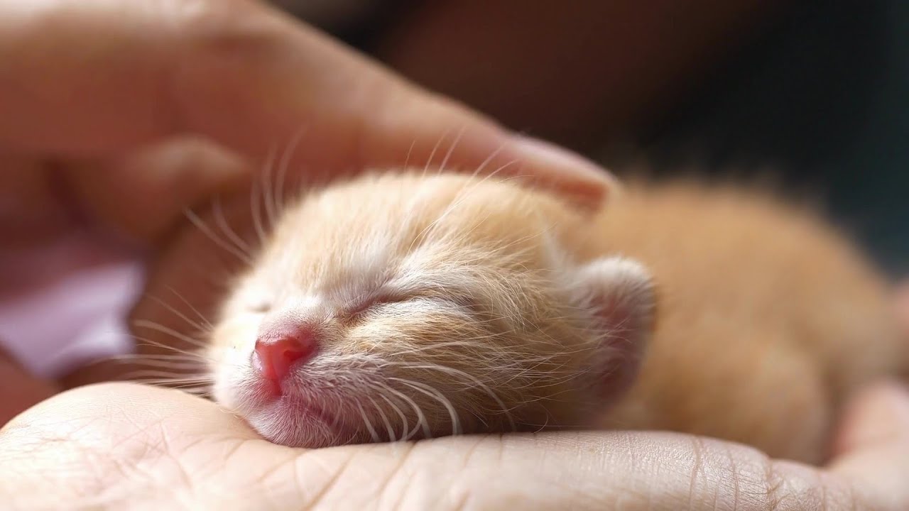 The Most Adorable Kittens Video Compilation - YouTube