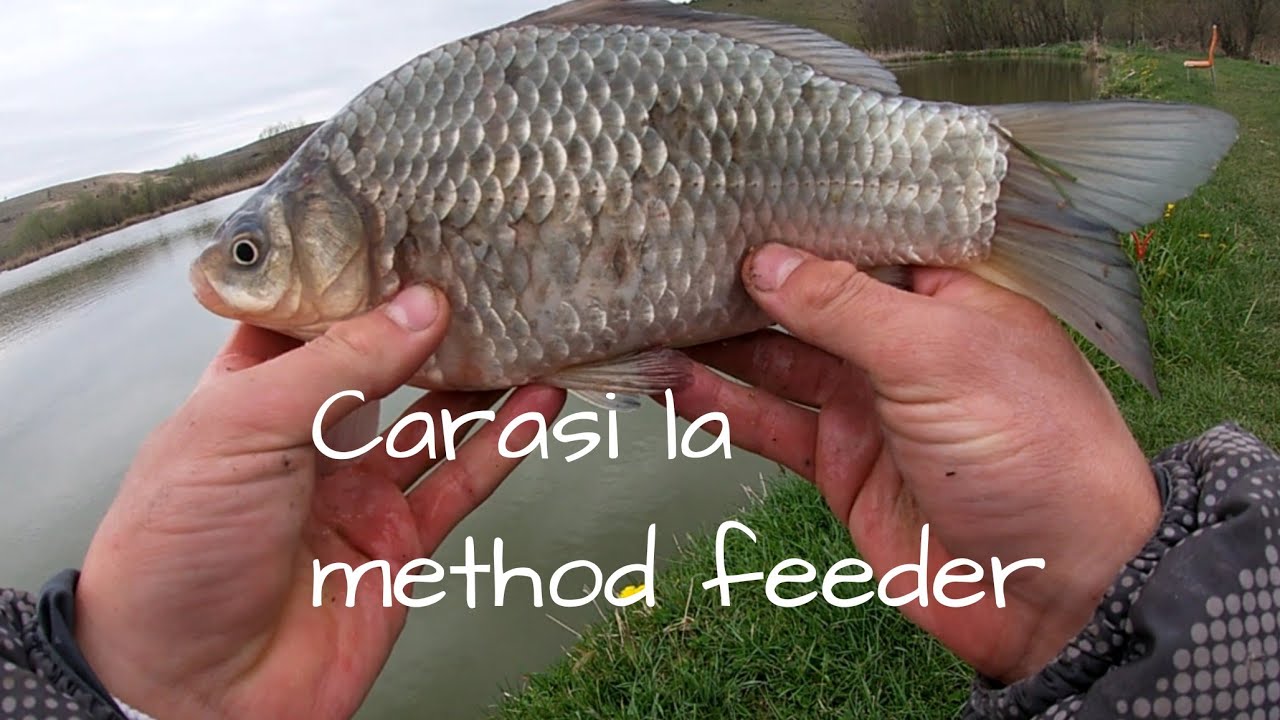 PESCUIT la FEEDER pe timp de PRIMAVARA. - YouTube