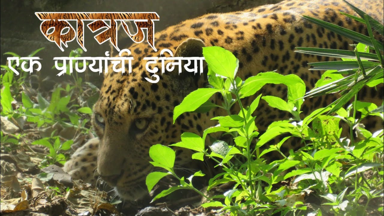 Katraj Zoological Museum Pune | कात्रज प्राणी संग्रहालय पुणे | #katraj ...