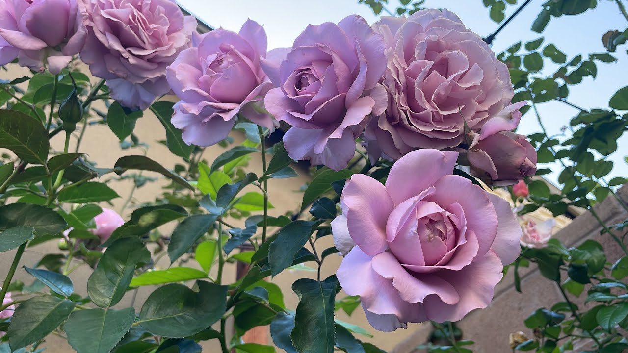 The most beautiful purple rose, Love Song Rose, a Weeks Rose variety # ...