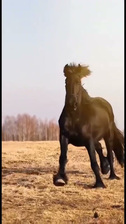 Лошадь - это лучший психолог и лекарь от всех проблем! #галоп #лошади # ...