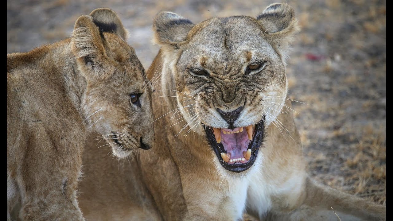 Selous Game Reserve - Tanzania : Overview - YouTube
