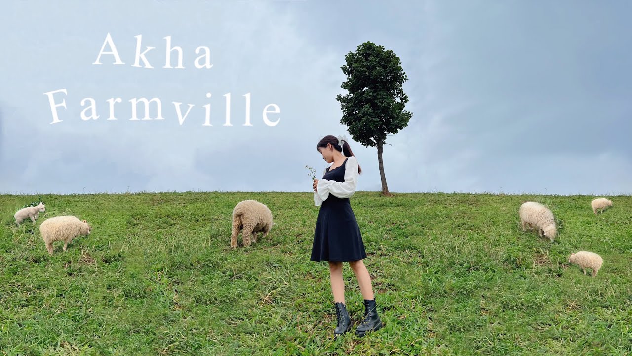 Akha FarmVille : อาข่าฟาร์มวิว ดอยช้าง เชียงราย ไปหาน้อนนนนน🐑 #อาข่า ...