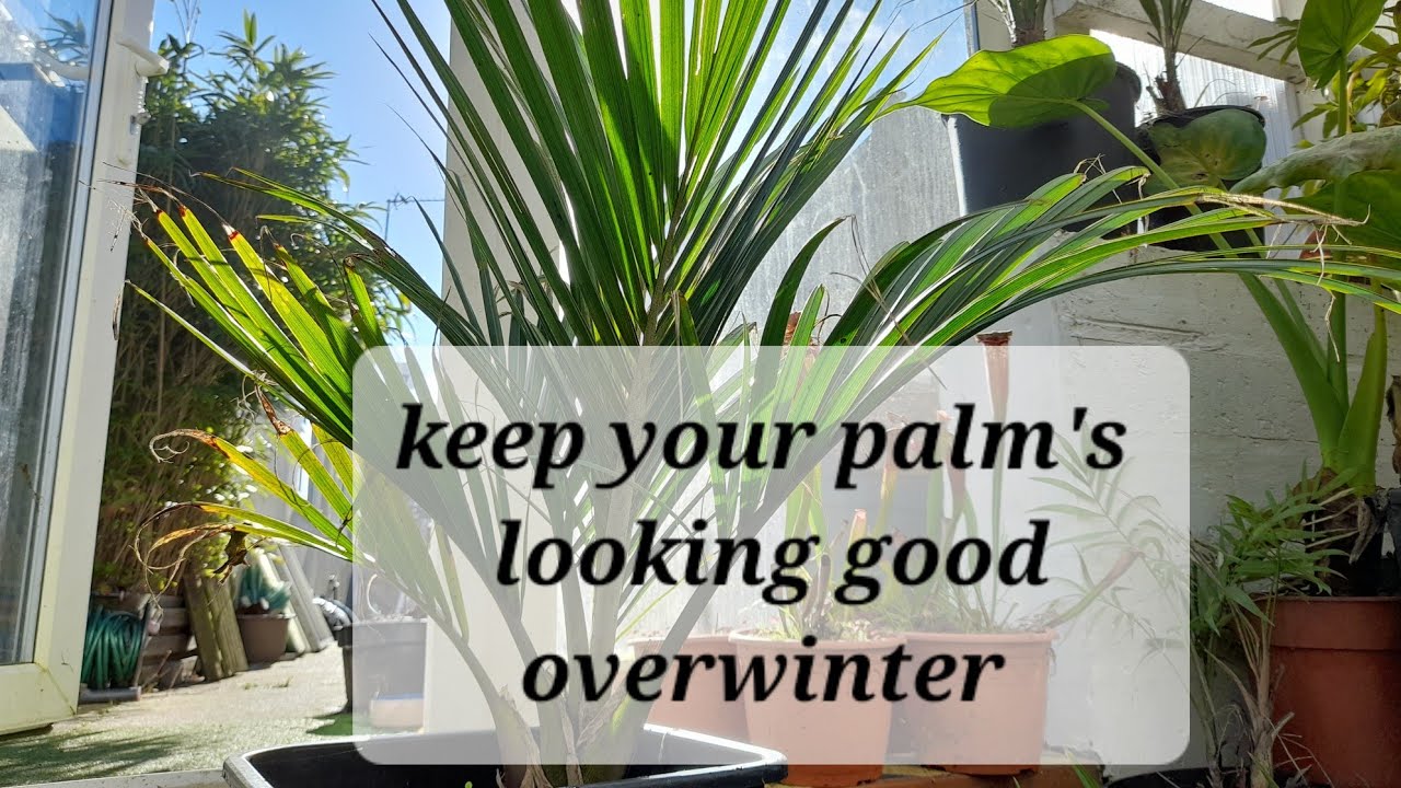 Palm's overwintering trouble ? - YouTube