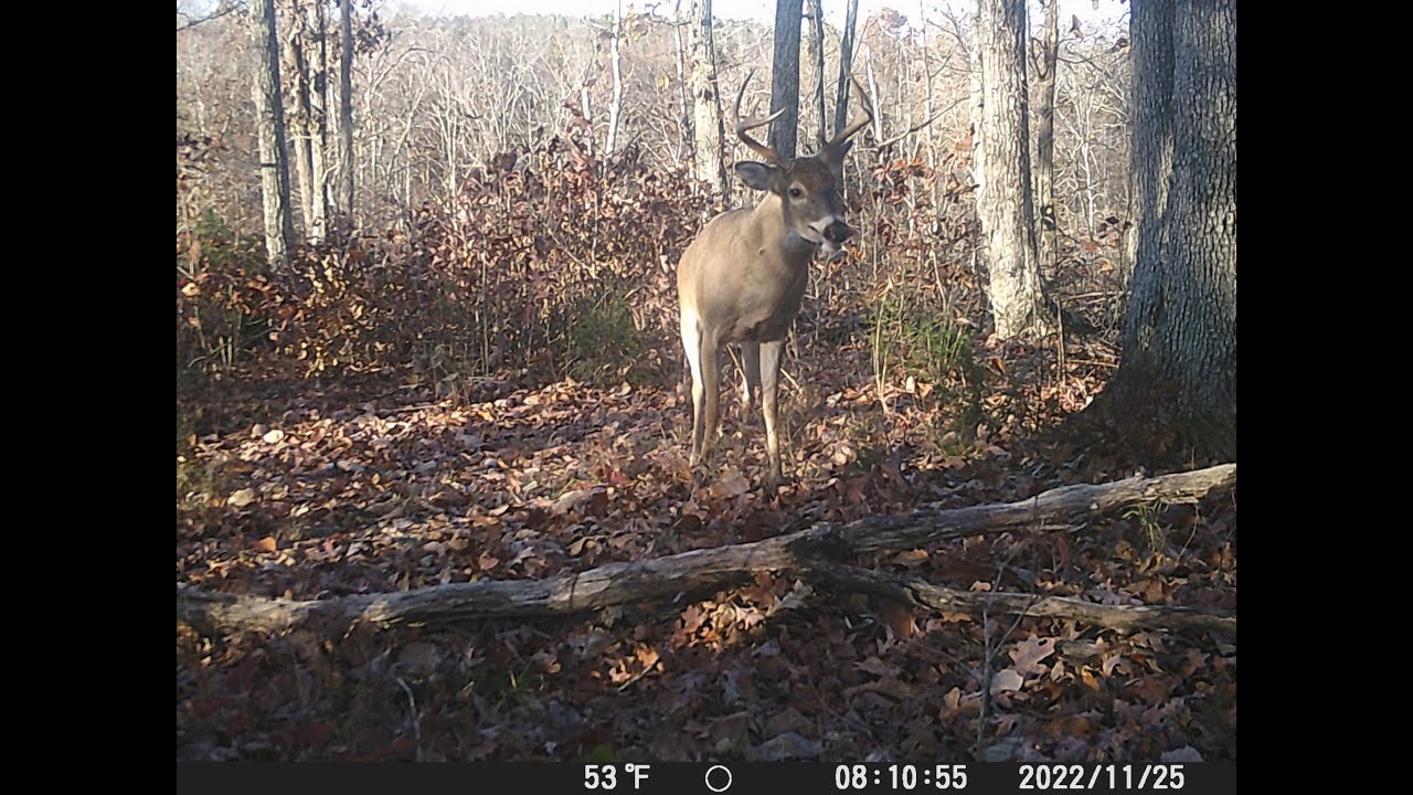 Feeding the Deer - YouTube