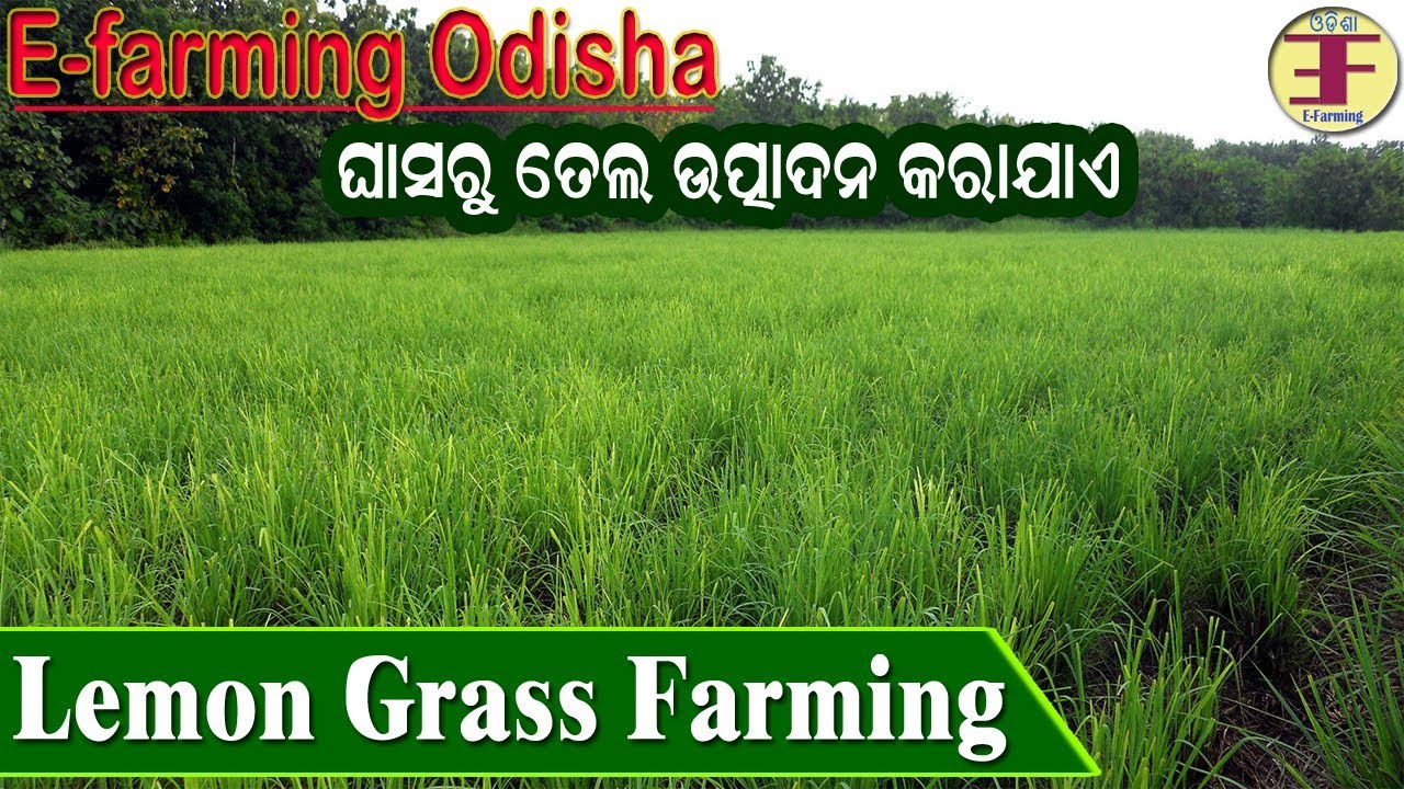 Lemon Grass Farming in Odisha ( ଲେମ୍ବୁ ଘାସ ଚାଷ ) - YouTube