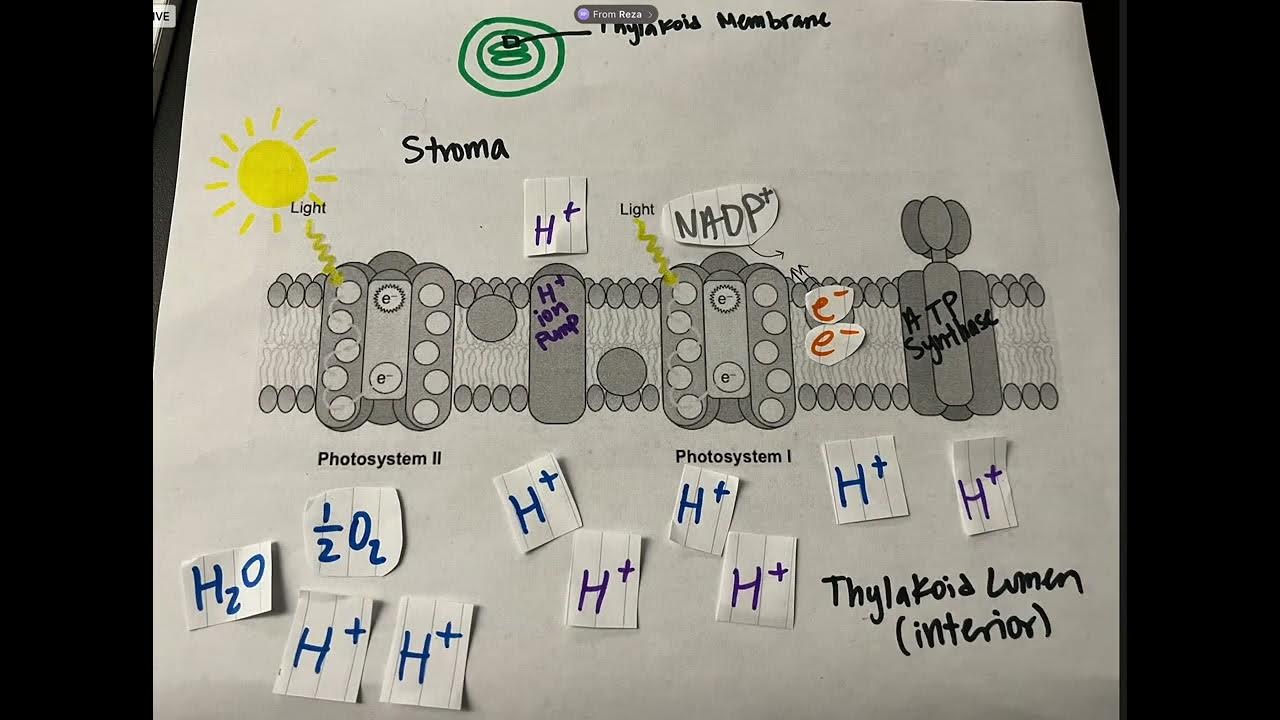 Honors Bio Photosynthesis Stop Motion Ch. 5 - YouTube