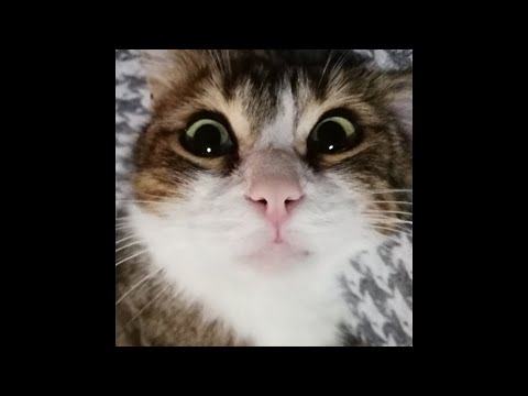 OYUN OYNAYAN KEDİ