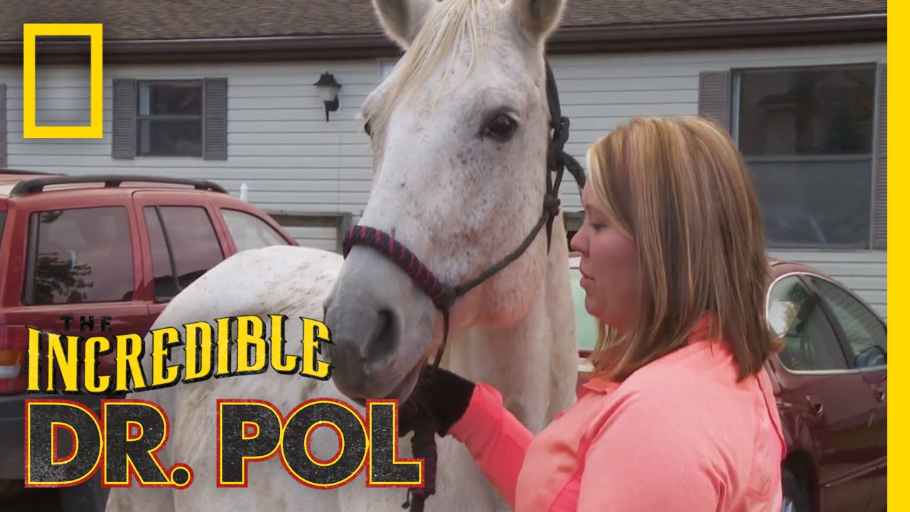 A Foal on the Way | The Incredible Dr. Pol - YouTube