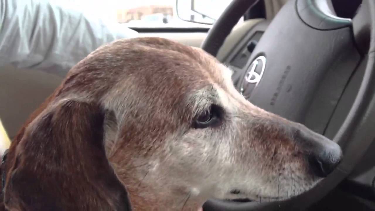Wiener dog impersonates duck and cat - YouTube