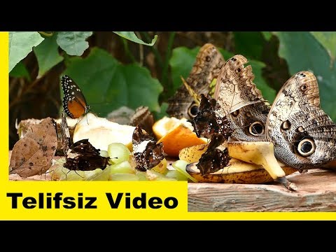 TELİFSİZ VİDEO - KELEBEK
