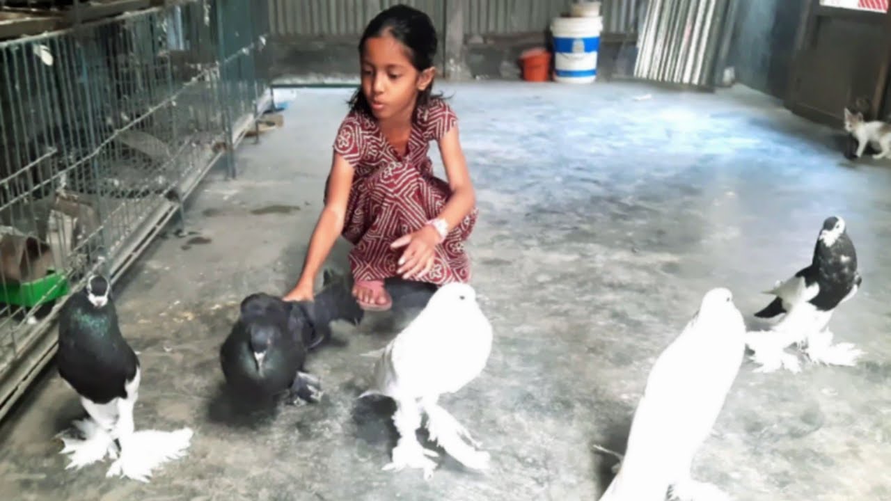 Ashrafi Poter kabootar farm theke অনেক কম দামে পোটার কবুতর কিনুন ...