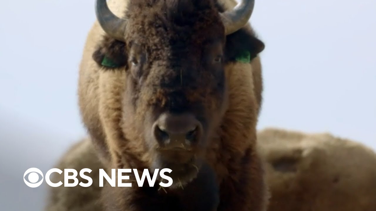 Yellowstone Animals Bison Tests Prove Utah Bison Genetically Pure,