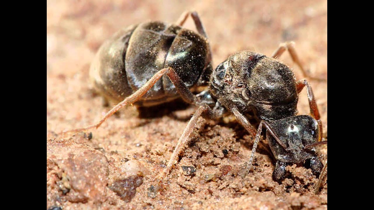 Črna mravlja in rjava mravlja - YouTube