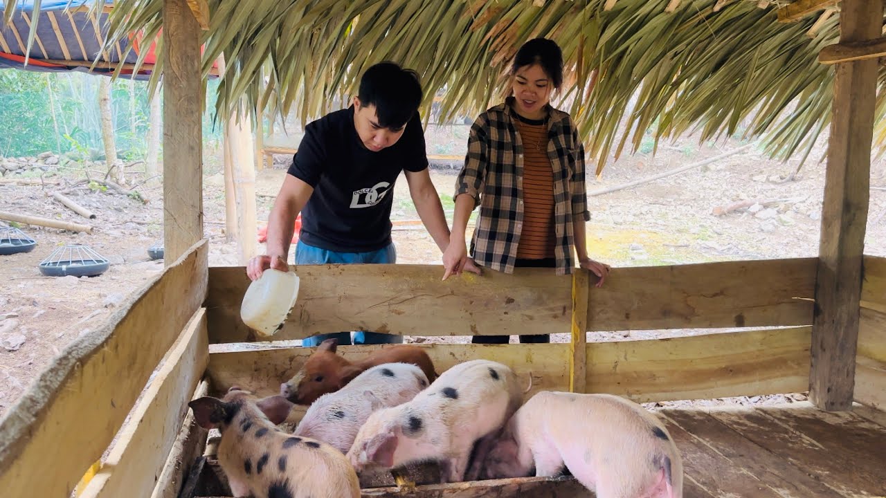 Catch 5 breeding pigs to raise, cook bran for the pigs, and take care ...