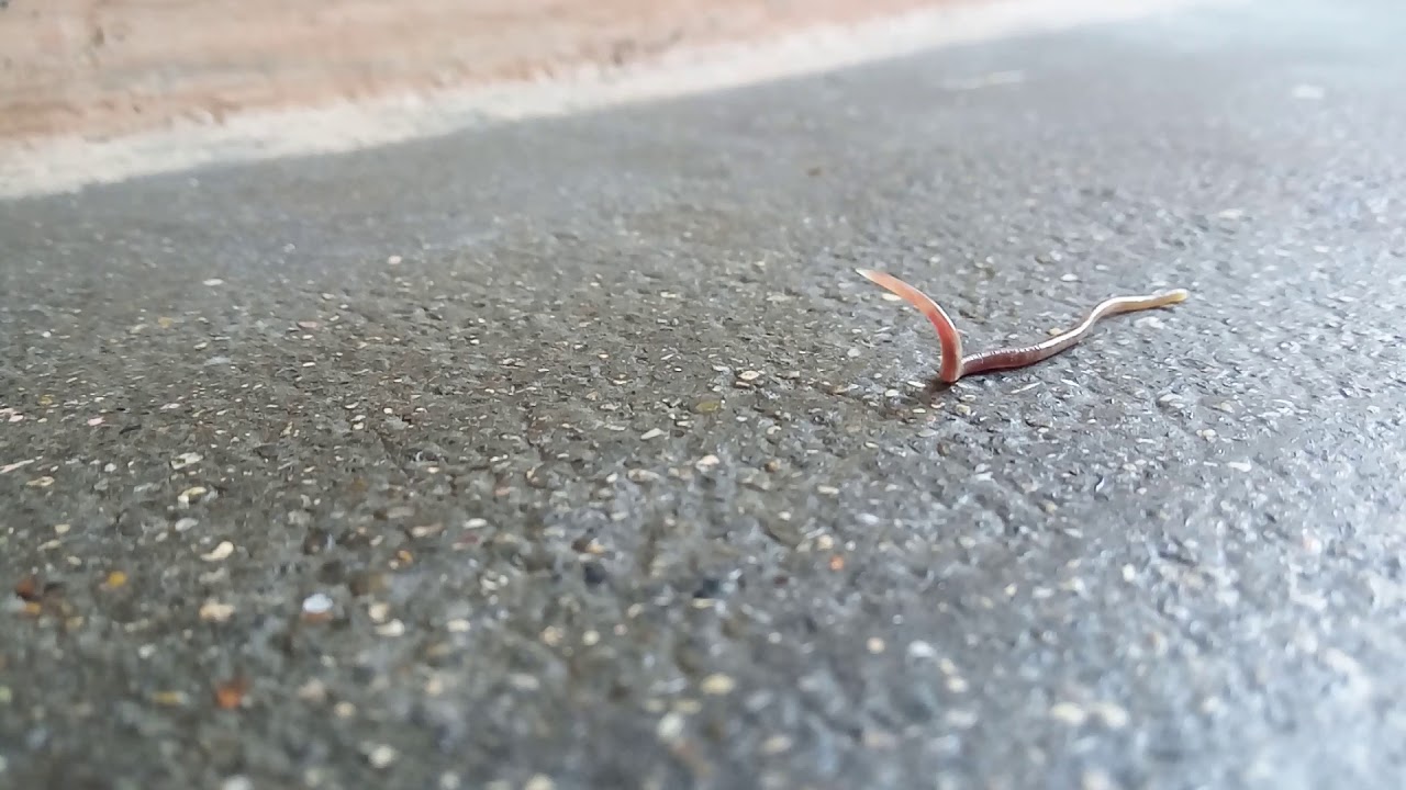 MANPULU VIDEO HD|| மண்புழு வீடியோ|| - YouTube