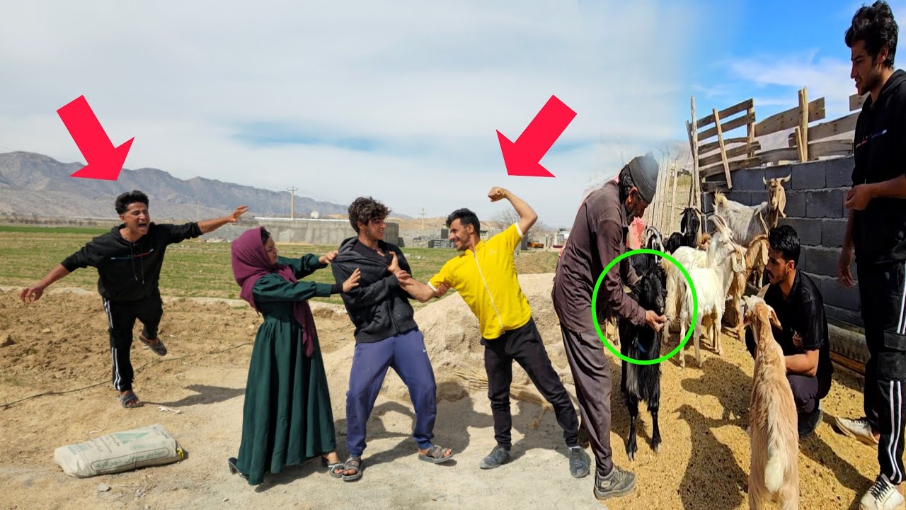 Mr. Hassan's Family Dilemma: Is Goat Selling the Secret to Habib's ...