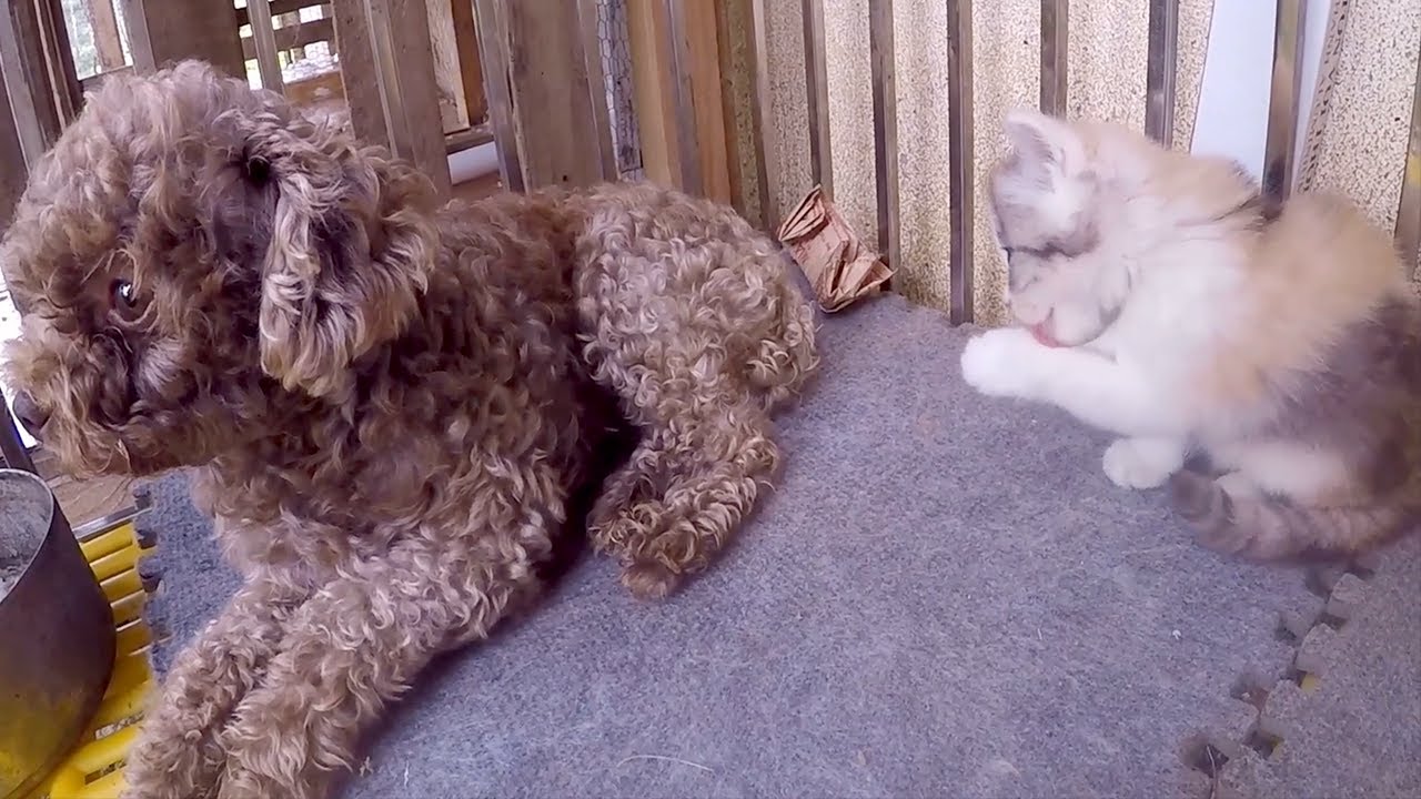 Kittens in Cage are Scared of Shy Dogs P14 | 30s Cats - YouTube