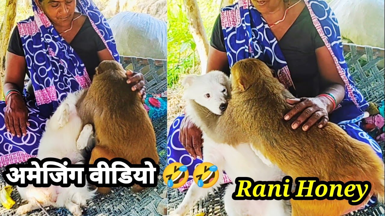 रानी हनी जबरदस्त फनी विडियो 😂😂।। रानी हनी को कैसे खेलाती है।।Monkey ...