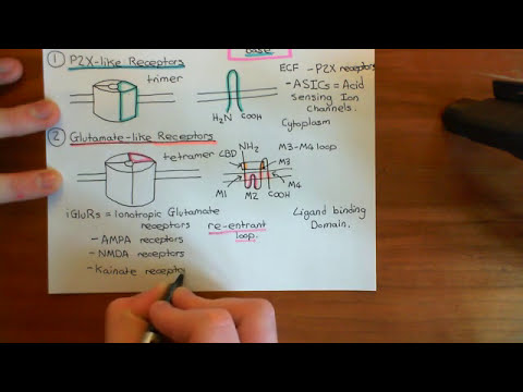 The GABA-A Receptors Part 1