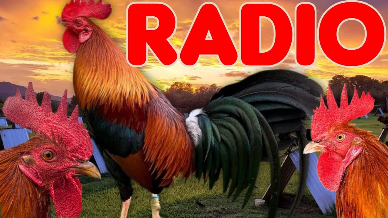 Los Radio @elpoderdelpollo2342 - YouTube