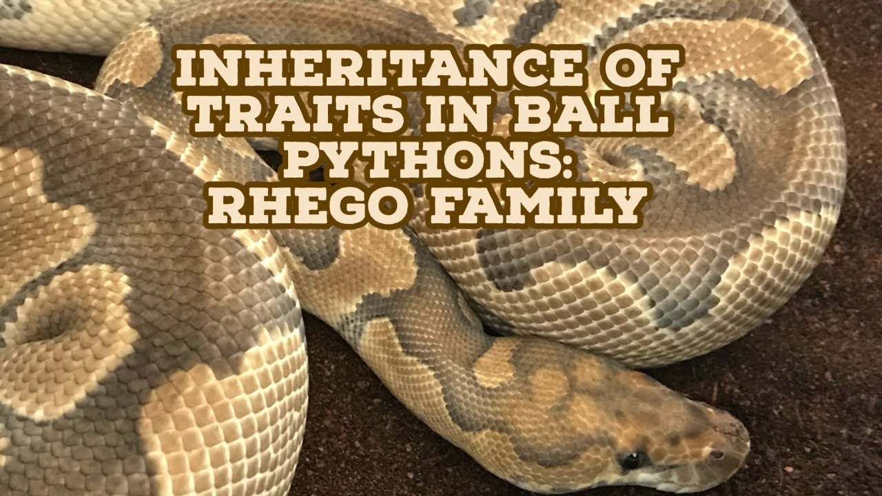 Inheritance of Traits_ RheGo Family - YouTube