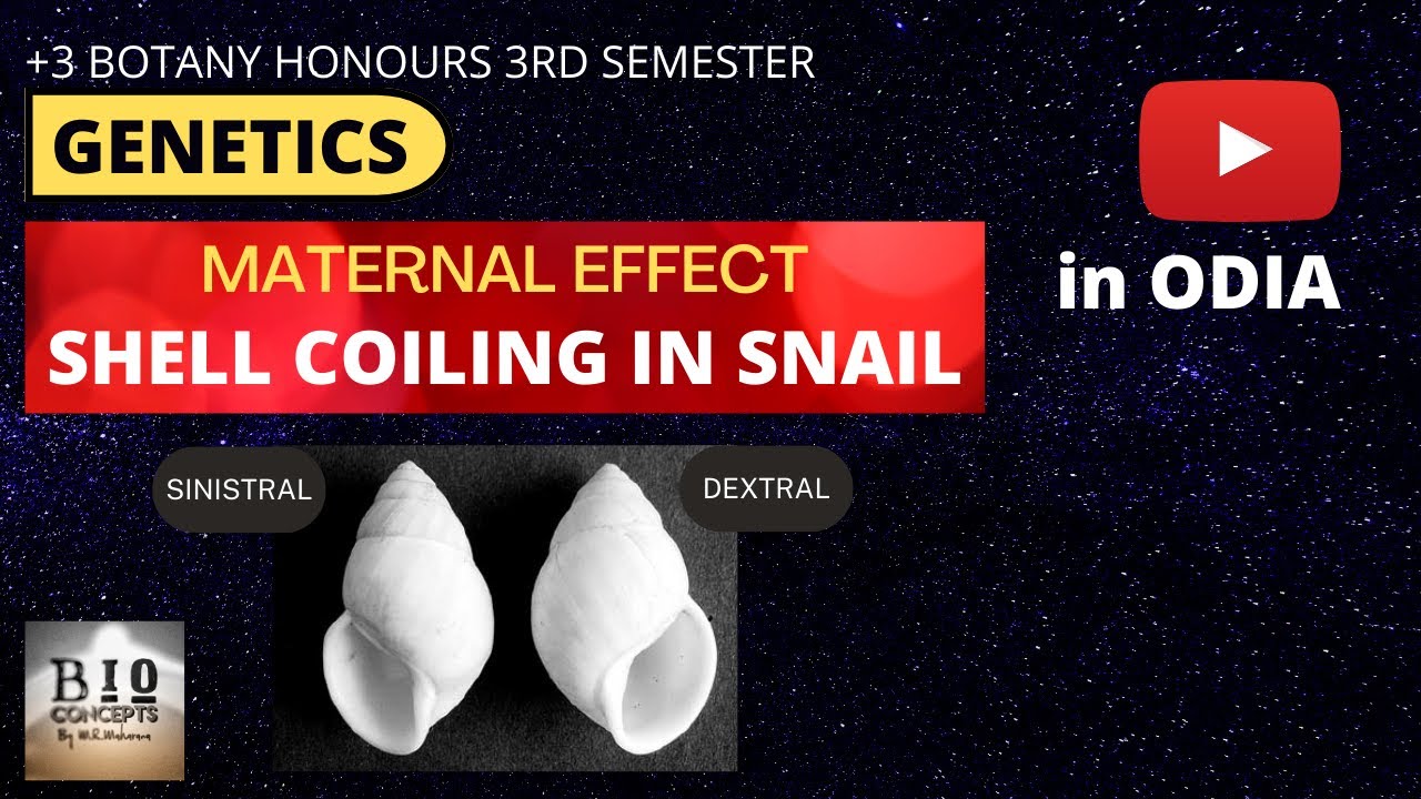 Shell coiling in Snail - Maternal Effect (in ODIA) - YouTube