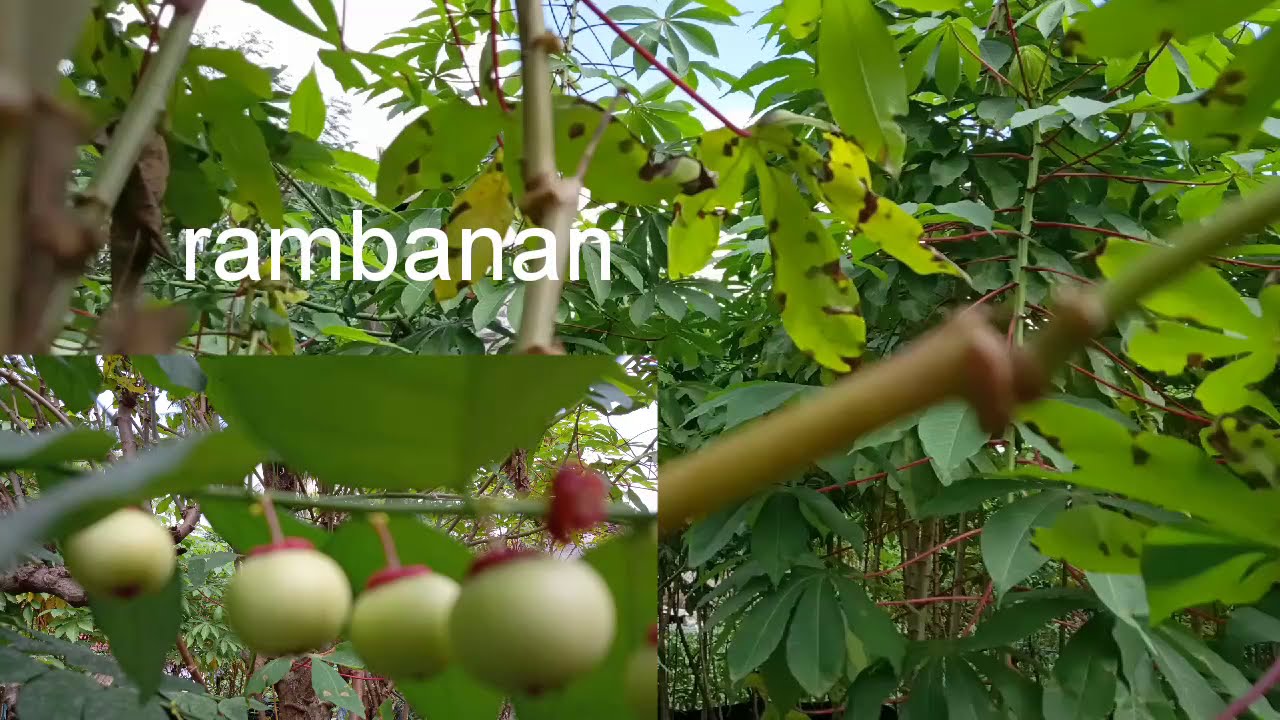 Rambanan - YouTube