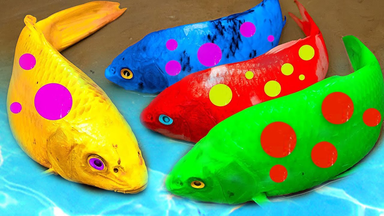 Stop Motion Fish In Mud - Koi Fish Playing With Spaceships, Candy Teeth ...