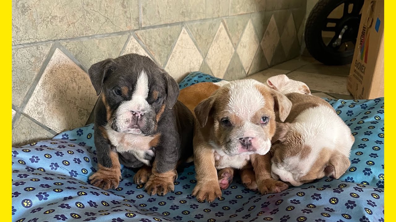 NUEVA CAMADA, BEBÉS BULLDOG INGLÉS EXÓTICOS. 😍😍😍😍👀👀👀 - YouTube