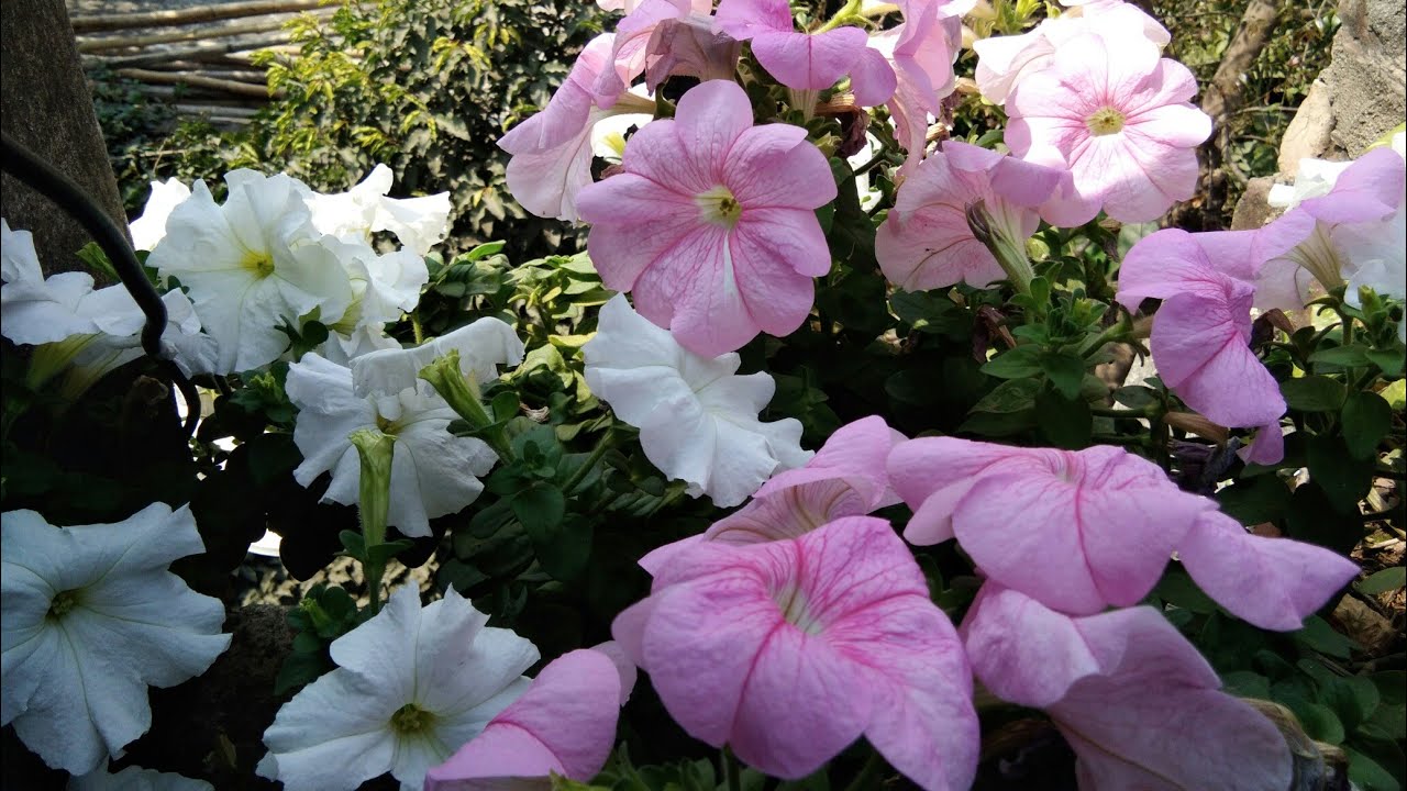 How to grow and care petunia / Winter season flower / petunia plant ...
