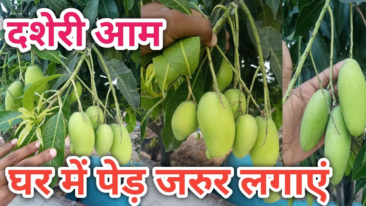 दशेरी आम,dashari Aam,घर में पेड़ जरुर लगाएं ,दशेरी आम का बाग,ऐसे आम खाऐ ...