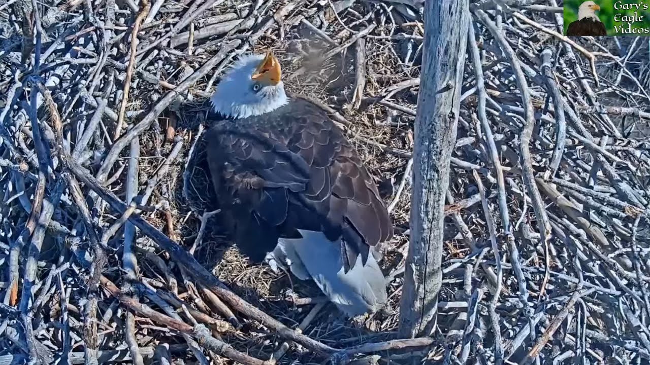 New Intruder Images - Intruder Event in Context - YouTube