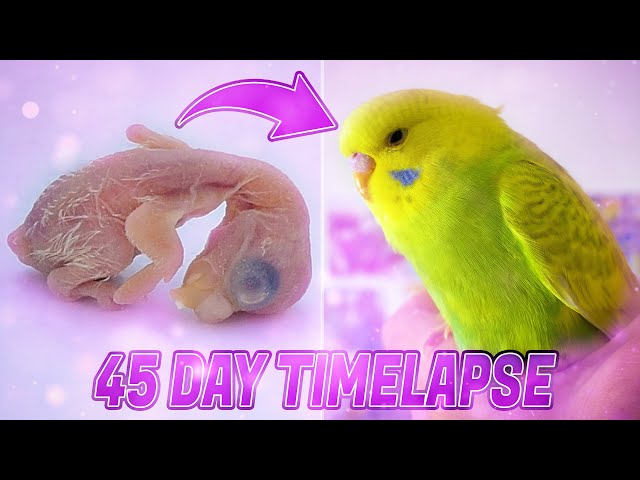 Baby Parakeets Development