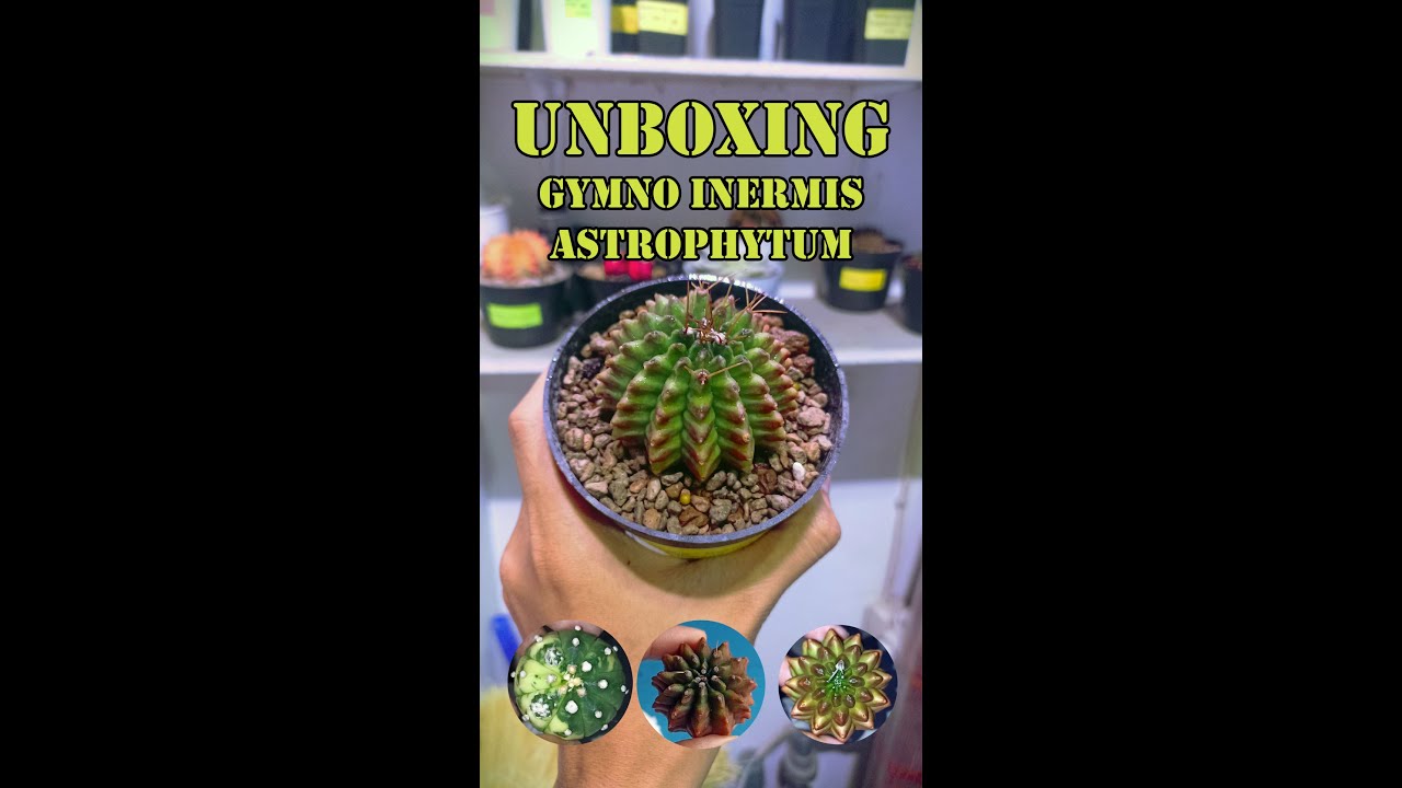 UNBOXING & REPOTING KAKTUS ASTROPHYTUM DAN GYMNO INERMIS | Wiir ...