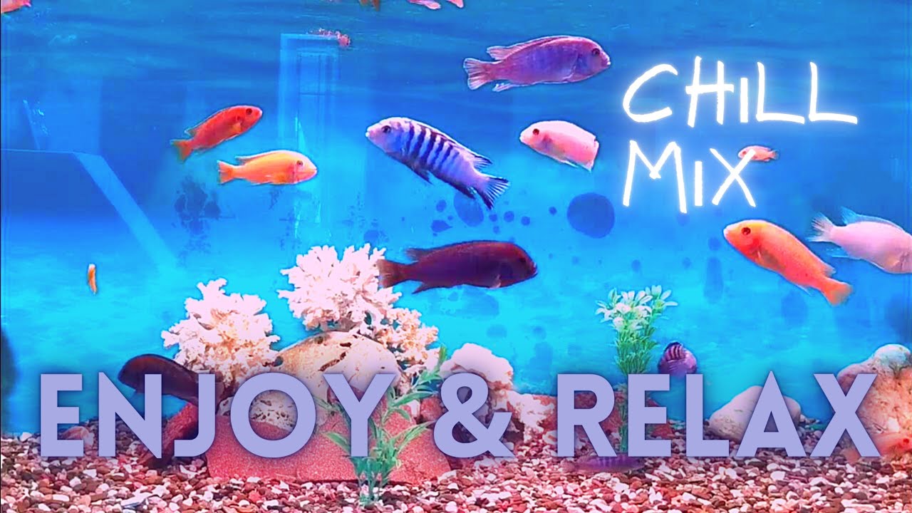 Aquarium Paradise 🐠 | Relaxing Chill Mix with Colorful Fishes - YouTube