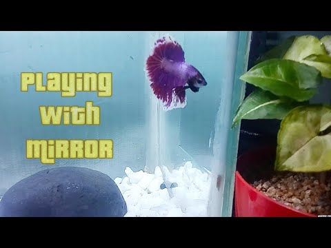 Why using Mirror on Betta | What is that Secrete of Training? - YouTube